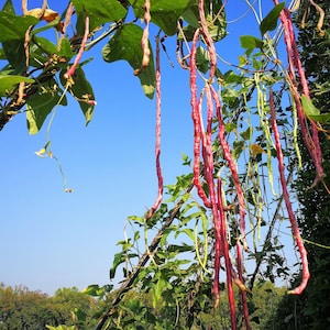 100 RED RIPPER COWPEA Cow Pea Southern Pea Vigna Unguiculata Legume ...