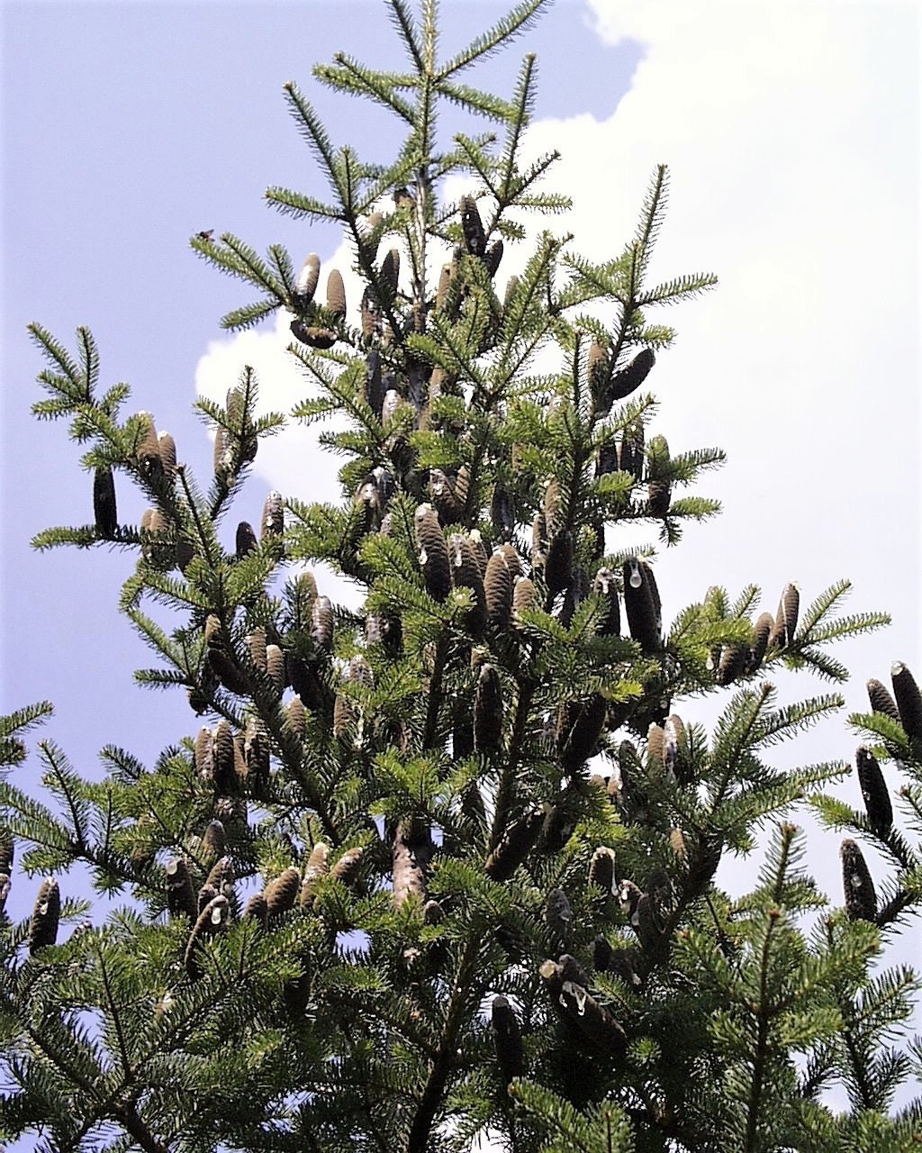 30 BALSAM FIR Tree Abies Balsamea Christmas Tree Silver Pine Canadian ...
