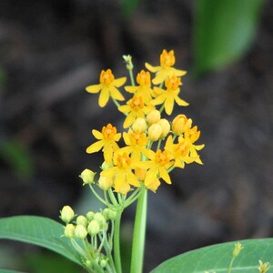 10 Bright YELLOW MILKWEED Butterfly Weed Asclepias Tuberosa Monarch ...