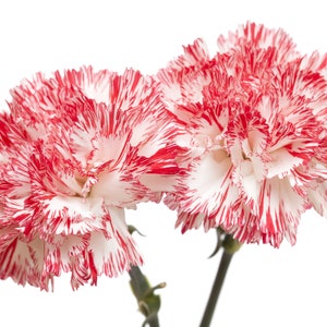 50 PICOTEE MIX CARNATION Dianthus Caryophyllus Double Bicolor Striped ...