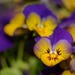 50 Dark JOHNNY JUMP UP Violet Viola Tricolor Flower Seeds - Etsy