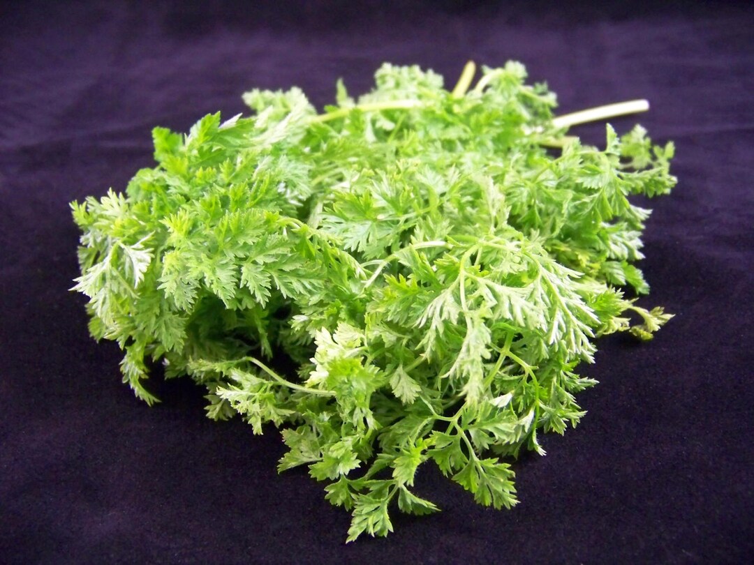 200 BRUSSELS WINTER CHERVIL Gourmet European Heirloom Herb - Etsy