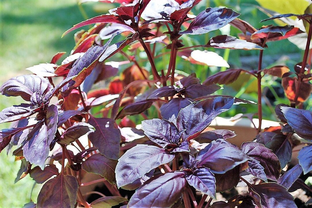 500 RED RUBIN BASIL Ocimum Basilicum Purpurascens Spicy Herb White ...