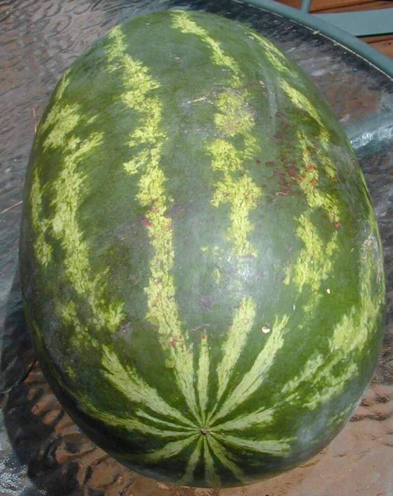 20 CAL SWEET Supreme WATERMELON Red Citrullus Lanatus 30 Lb - Etsy