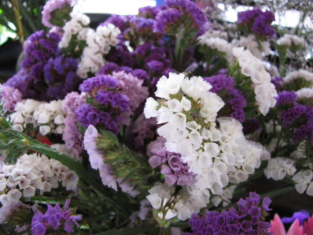 50 Pacific Mix STATICE (sea Lavender) Mixed Colors Limonium Sinuatum ...