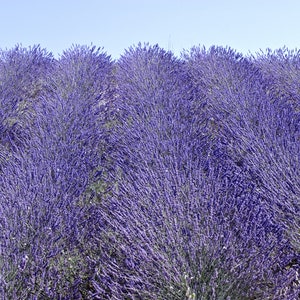 300 ITALIAN LAVENDER Lavandula Angustifolia Lavender Blue Purple ...