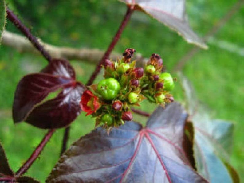 5 PHYSIC NUT Barbados Purging JATROPHA Curcas Tree Seeds - Etsy