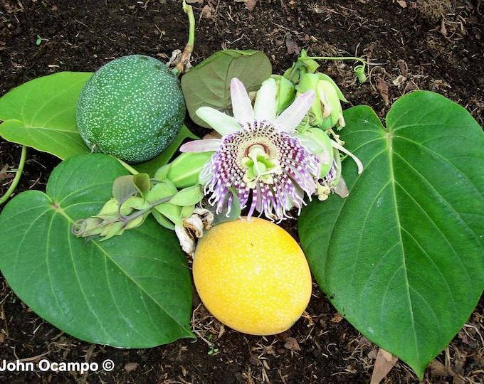 Blue Sausage Fruit Shrub {decaisnea Fargesii} Organic | Sweet Tasting ...