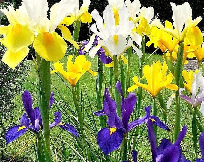 Iris Sibirica 'snow Queen' | White Siberian Iris | Hardy Perennial ...