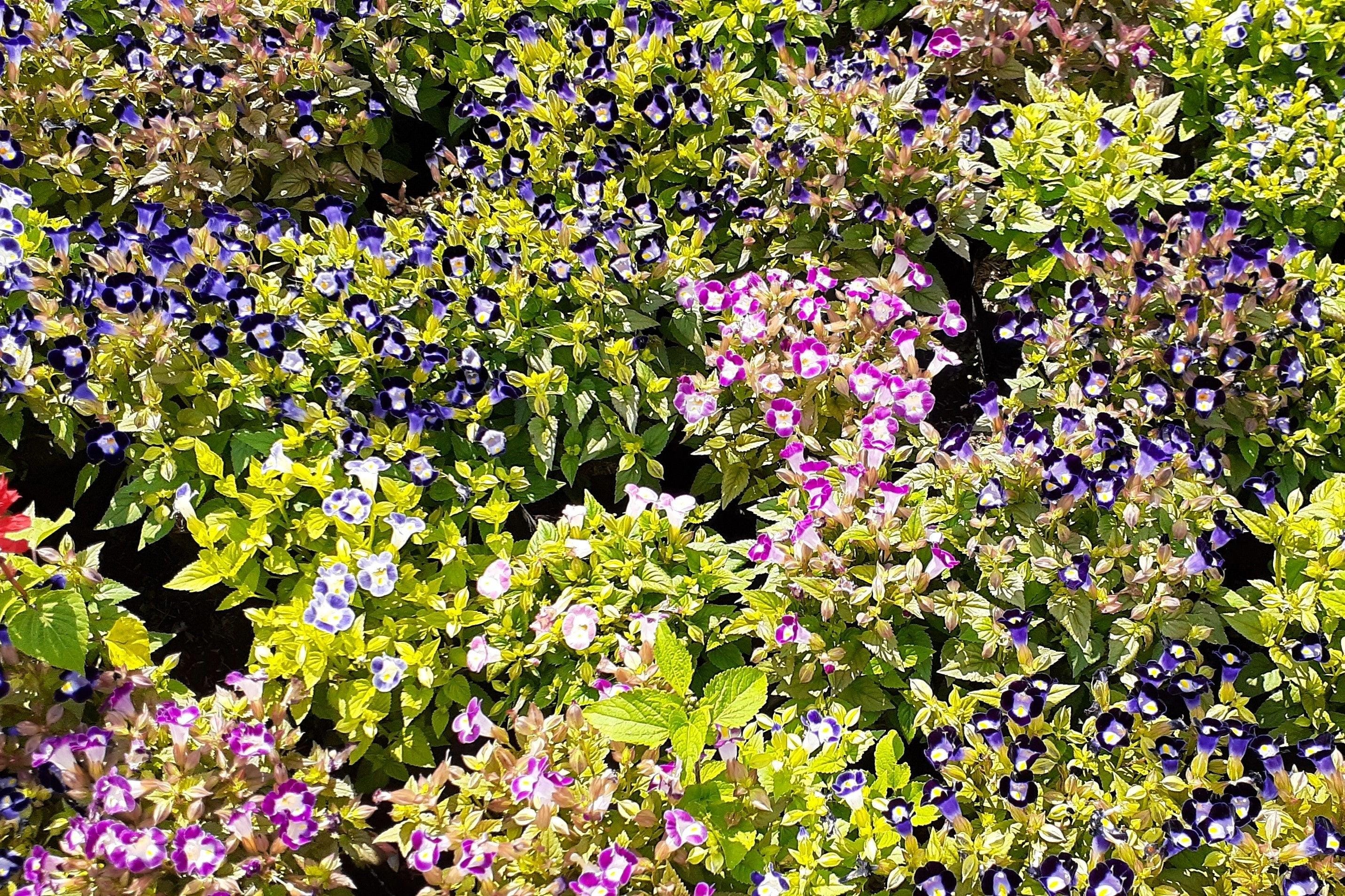 10 KAUAI MIX TORENIA Fournieri Sun or Shade Wishbone Flower Seeds ...