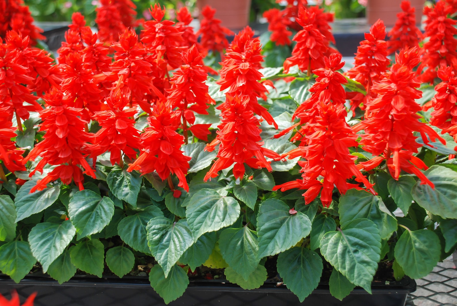 50 RED SALVIA Splendens St. John's Fire Scarlet Sage Flower Seeds - Etsy