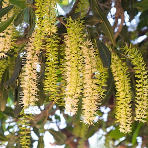 5 MACADAMIA NUT Tree Macadamia Integrifolia Brown Shell Beige Nut Fruit ...