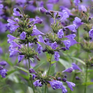 50 Purple False Dragon DRAGONS HEAD Obedient Plant Dracocephalum Flower ...