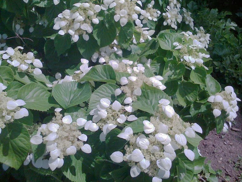50 JAPANESE HYDRANGEA VINE White Flower Schizophragma - Etsy