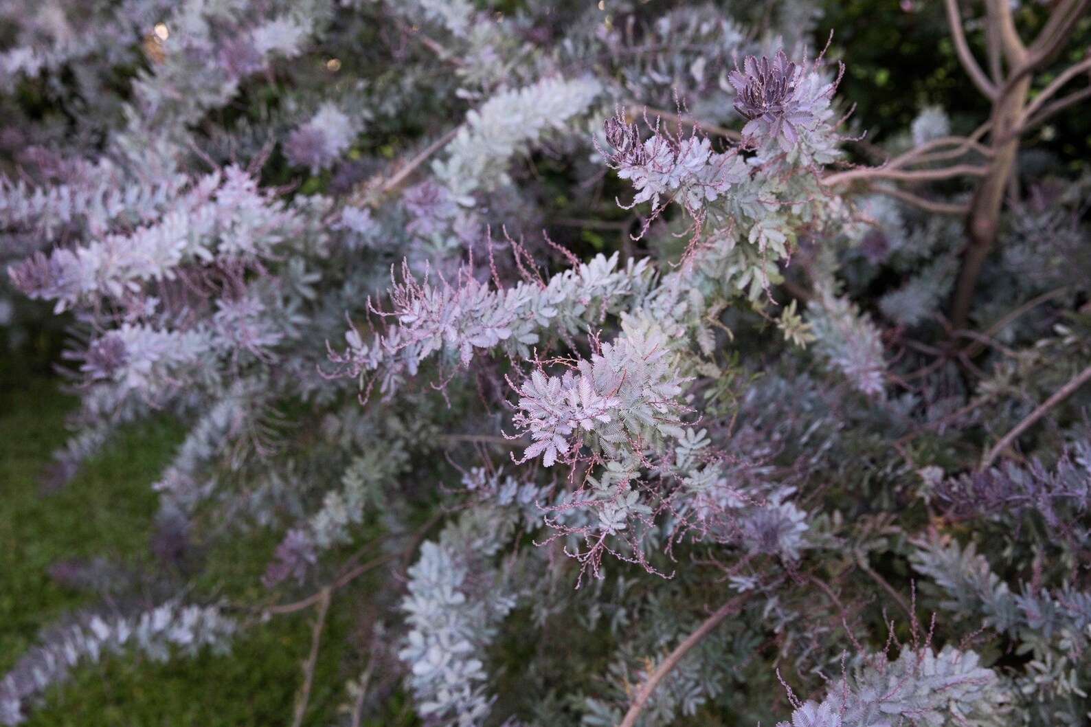 10 PURPLE ACACIA Baileyana Purpurea Fernleaf Mimosa Cootamundra Wattle ...