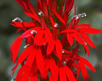 Bulk Red Cardinal Flower Seeds, Lobelia Cardinalis LO201C - Etsy