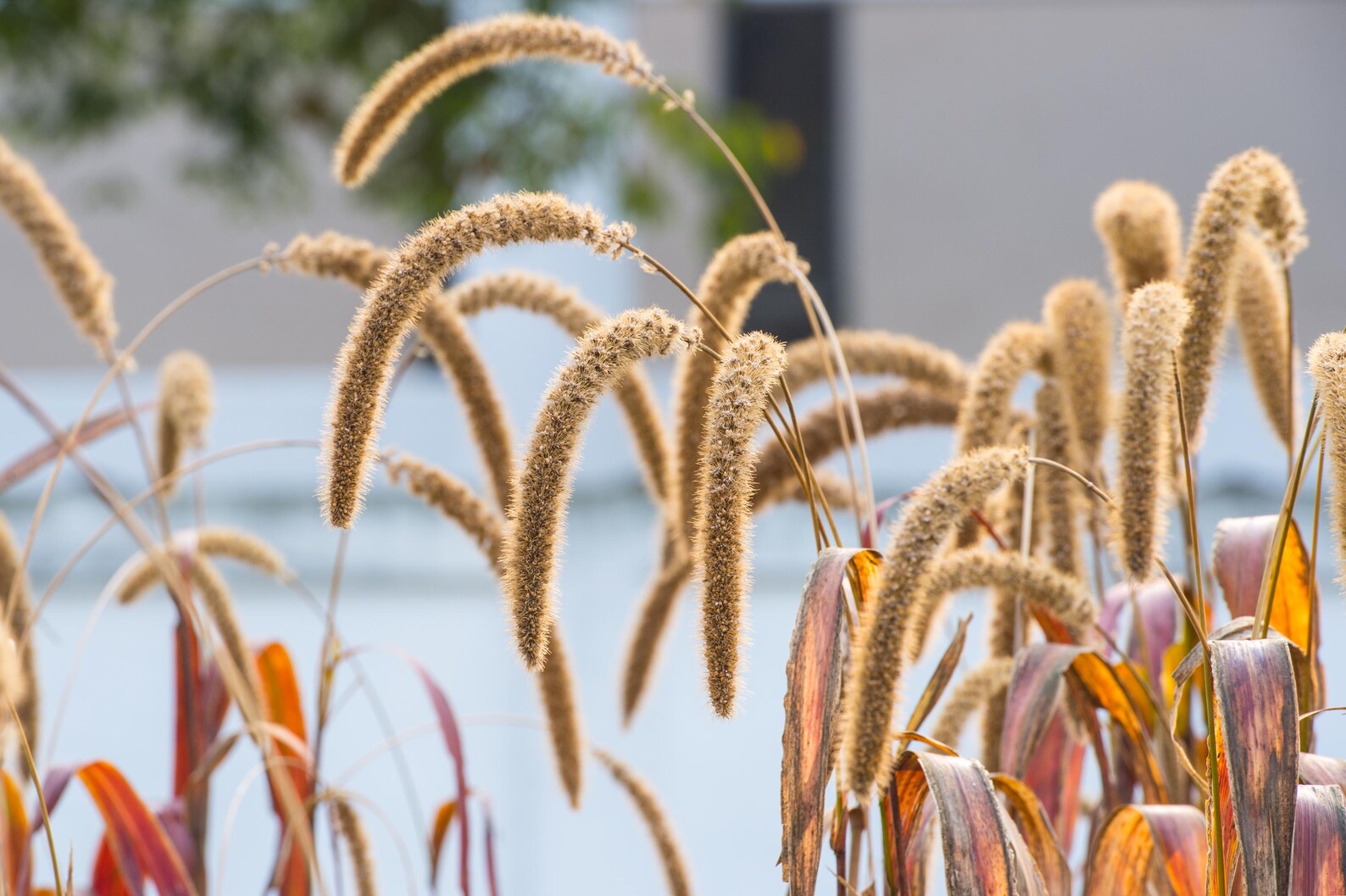 100 FOXTAIL MILLET Setaria Italica Ornamental Grass Flower Seeds *flat ...