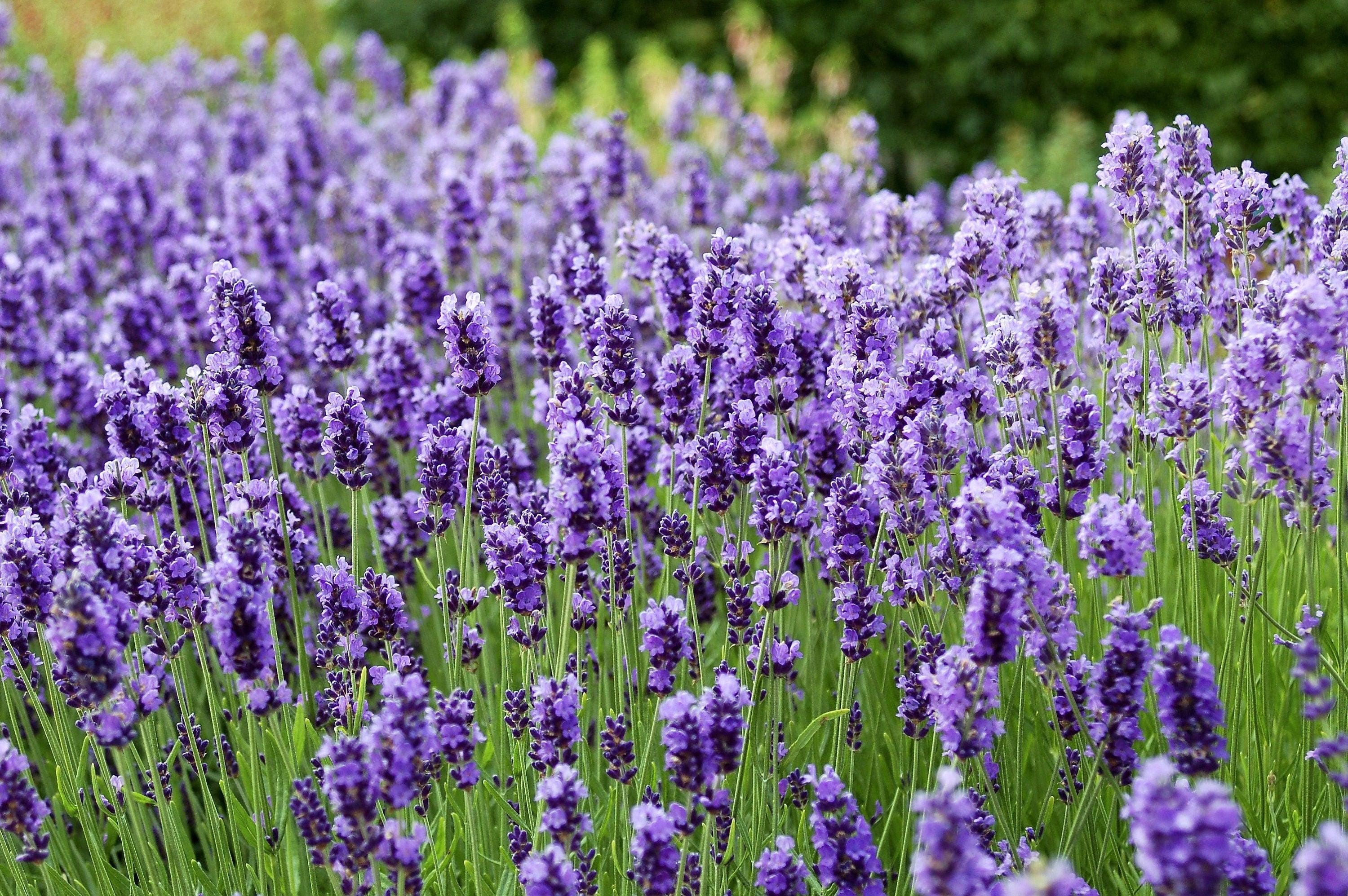 20 DWARF MUNSTEAD LAVENDER Blue English Lavandula Angustifolia Munstead ...