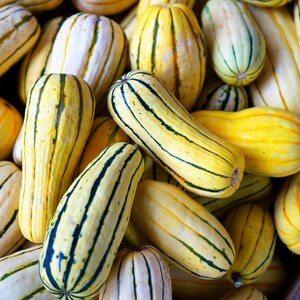 50 DELICATA SQUASH Striped Sweet Potato Cucurbita Pepo Vegetable Seeds ...