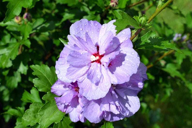 10 Purple Double ROSE of SHARON Hibiscus Syriacus Flower Tree Shrub ...
