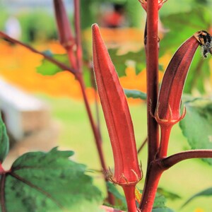 50 JING ORANGE OKRA Abelmoschus Esculentus Yellow & Red Flower Red ...