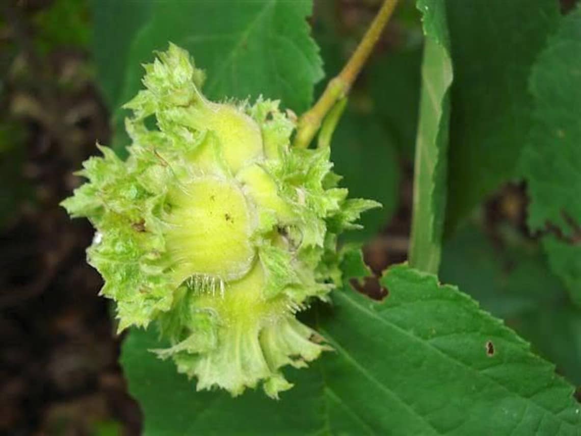 5 AMERICAN HAZELNUT TREE Aka Filbert Corylus Americana Fruit - Etsy