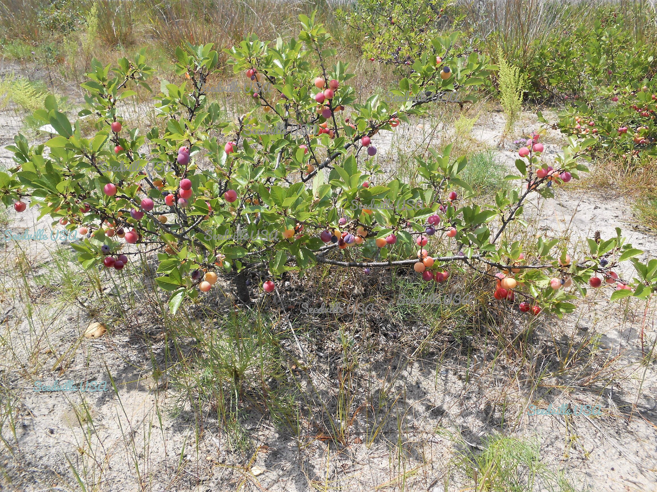 5 BEACH PLUM Prunus Maritima Native Edible Fruit Shrub Bush | Etsy