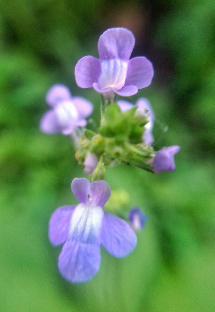 100 BLUE TOADFLAX Linaria Canadensis Antirrhinum Canadian | Etsy