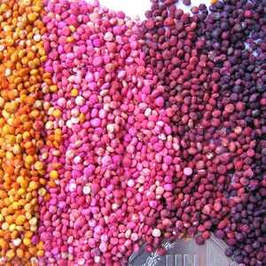 100 Organic BRILLIANT RAINBOW QUINOA Mix Mixed Colors Chenopodium Grain ...