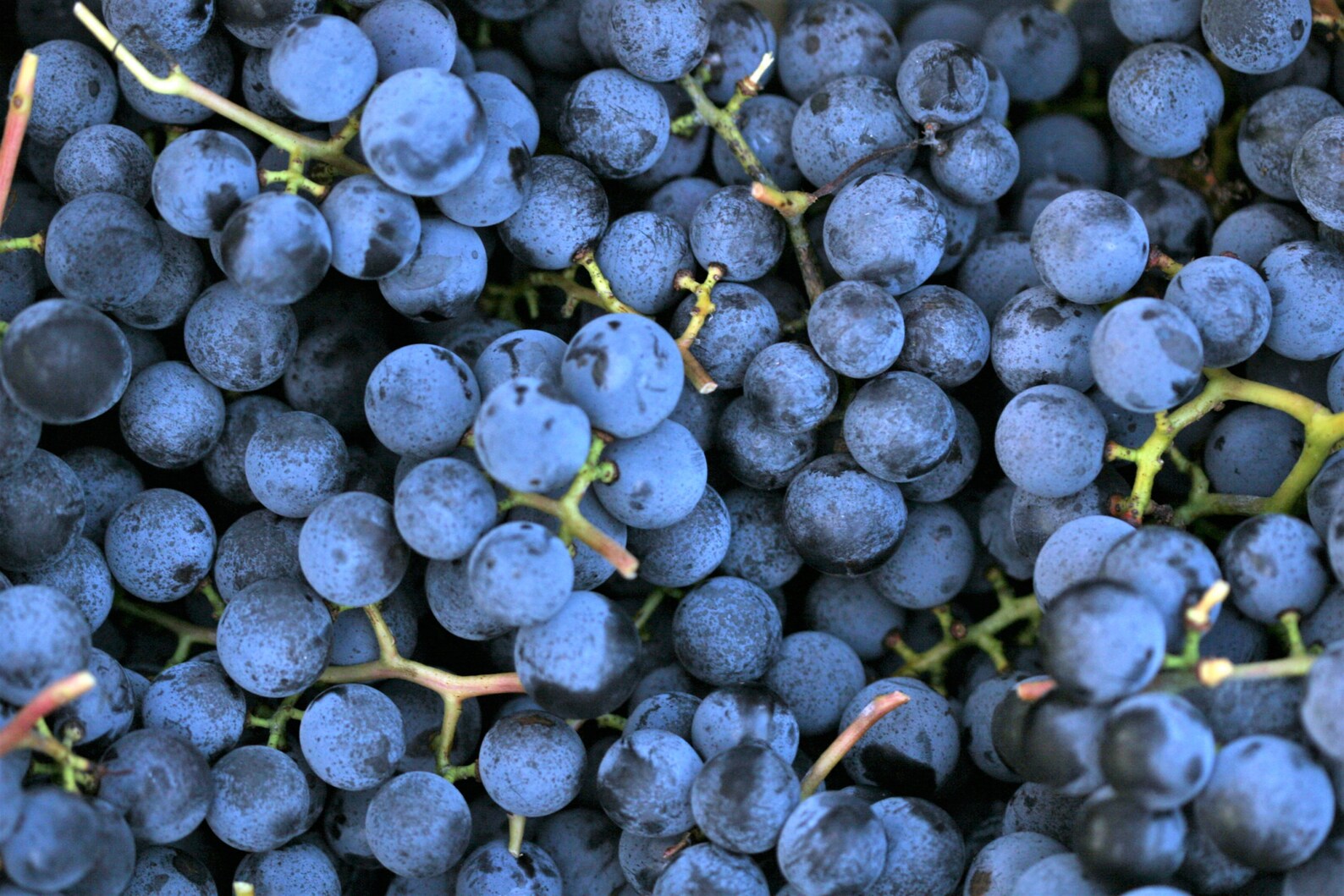 10 Purple CONCORD GRAPE Fruit Vine Vitis Labrusca White Flower - Etsy