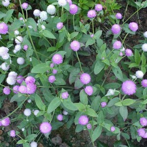 50 GLOBE AMARANTH MIX Gomphrena Globosa Mixed Colors Amaranthus Flower ...