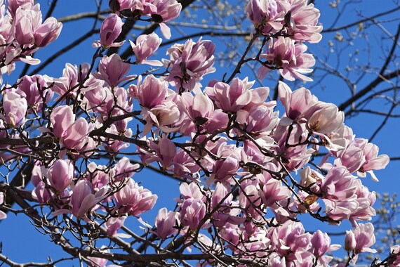 Chinese Magnolia Tree