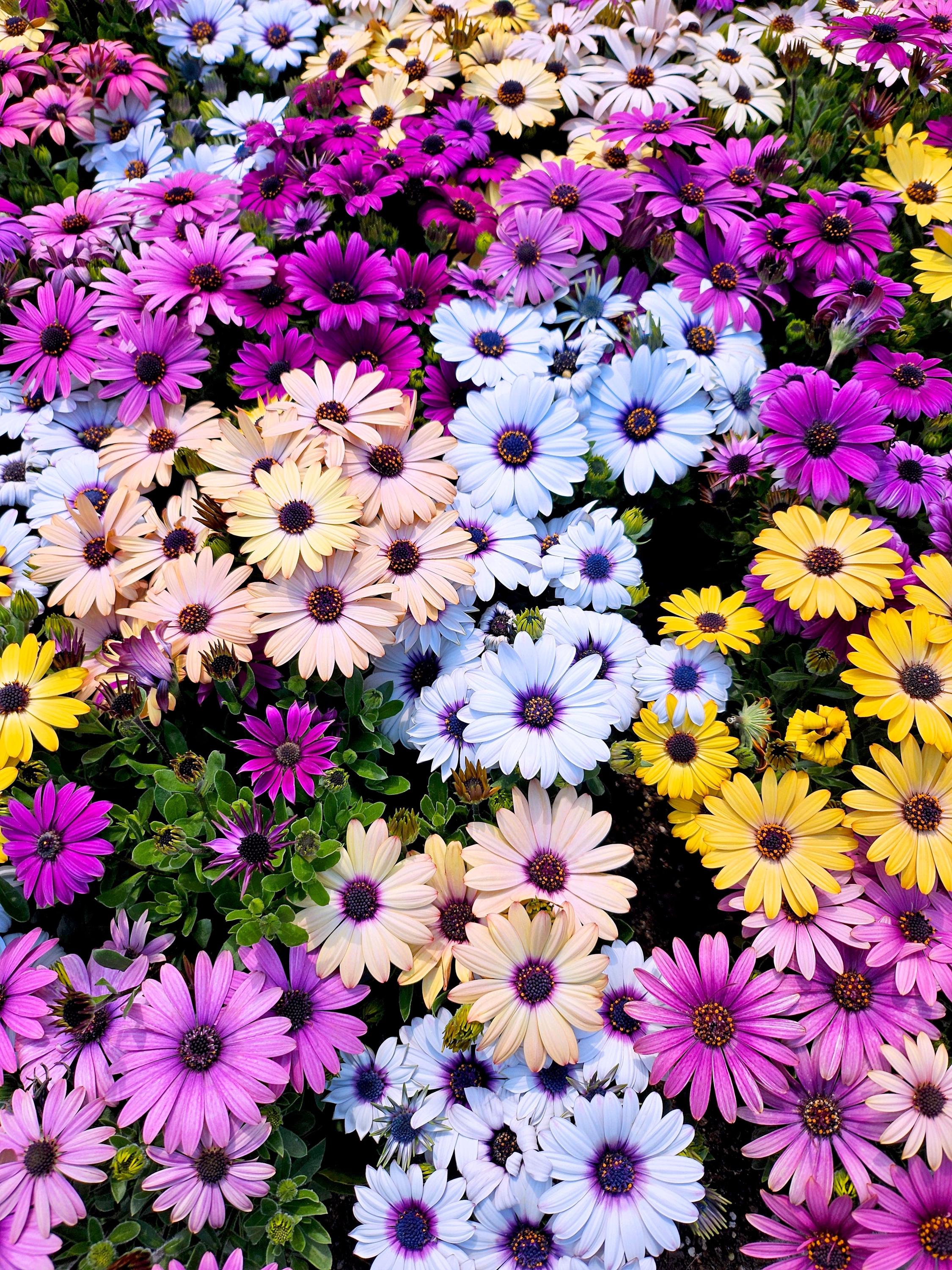 20 MIXED COLORS OSTEOSPERMUM Ecklonis African Cape Daisy Flower Seeds ...
