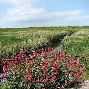 50 RED JUPITER'S BEARD Valerian Keys of Heaven Centranthus Ruber Flower ...