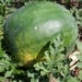 50 FLORIDA GIANT WATERMELON Cannon Ball Black Diamond Citrullus Fruit ...