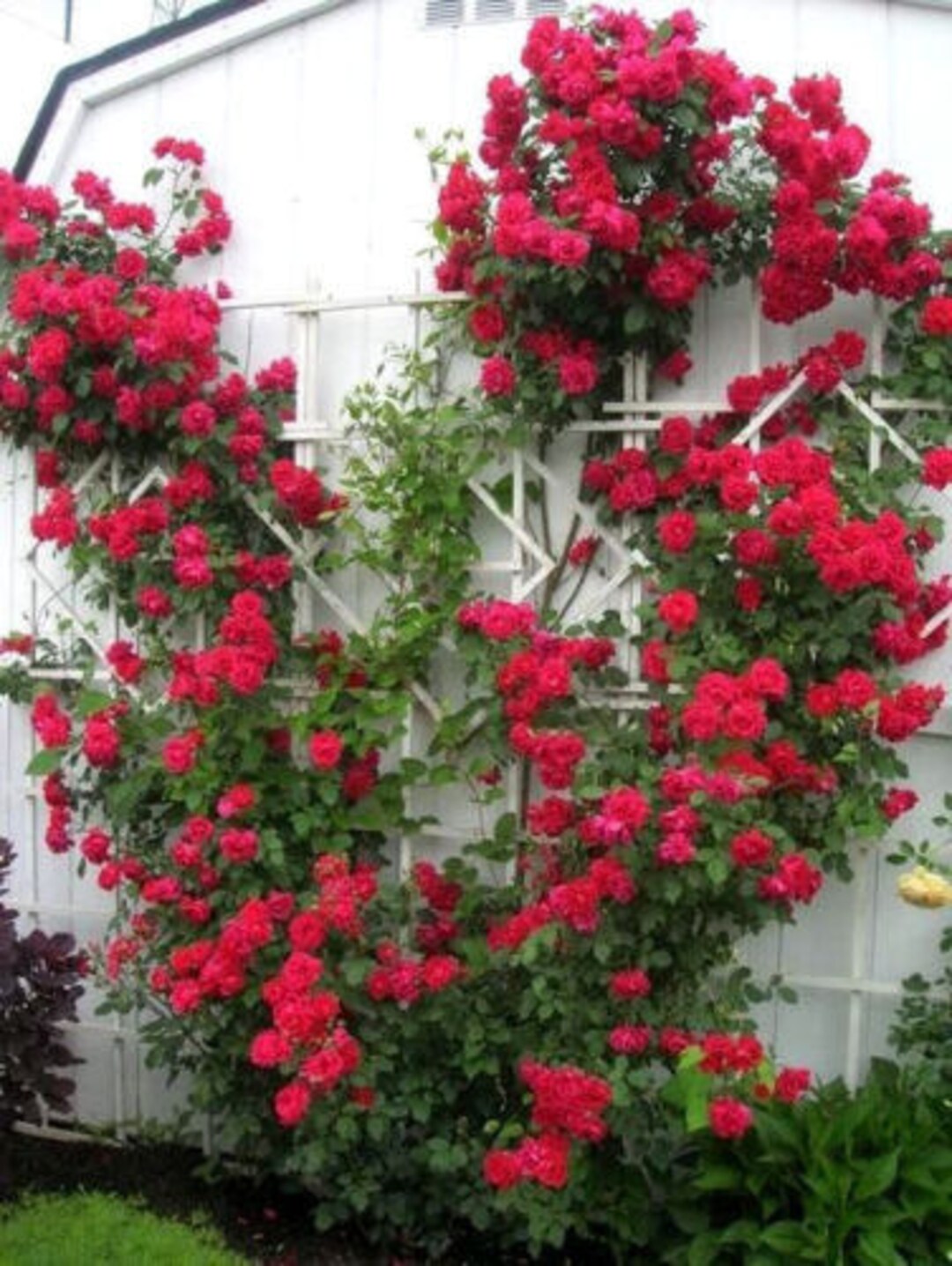 5 RED CLIMBING ROSE Rosa Bush Vine Climber Fragrant Butterfly - Etsy