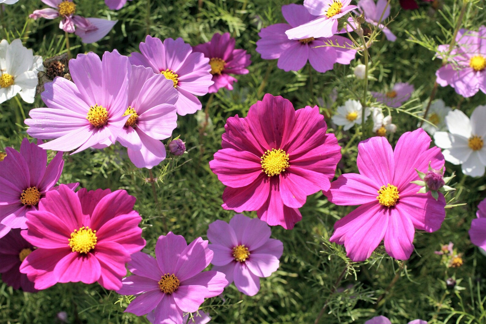 300 Mixed Colors DWARF COSMOS Bipinnatus Red Pink White Fast Growing ...