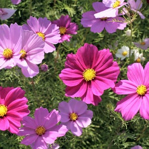 300 Mixed Colors DWARF COSMOS Bipinnatus Red Pink White Fast Growing ...