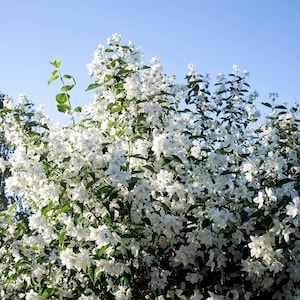 40 WESTERN MOCK ORANGE Philadelphus Lewisii Native White Yellow Flower ...