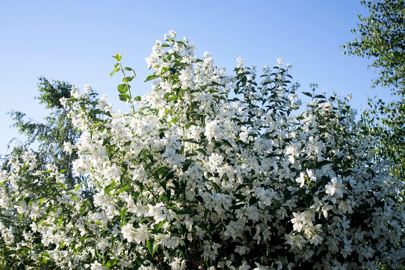 40 WESTERN MOCK ORANGE Philadelphus Lewisii Native White - Etsy