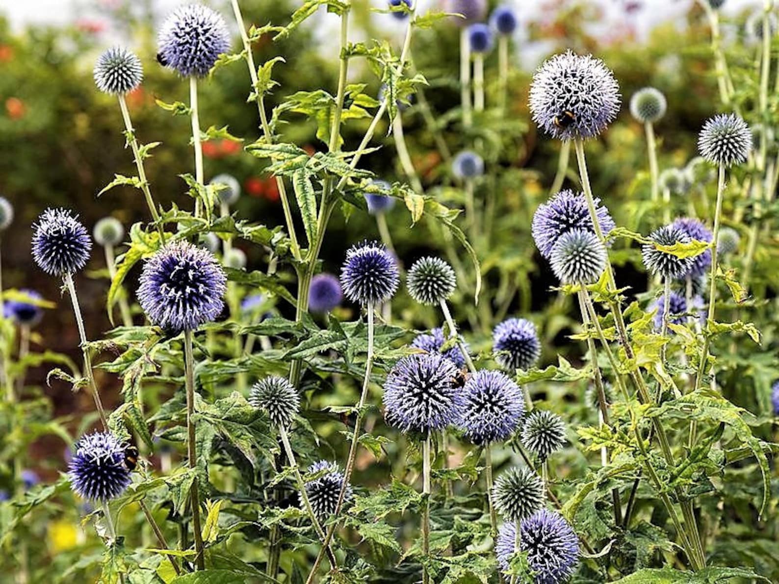 25 Blue GLOBE THISTLE Echinops Ritro Southern Globethistle | Etsy Canada
