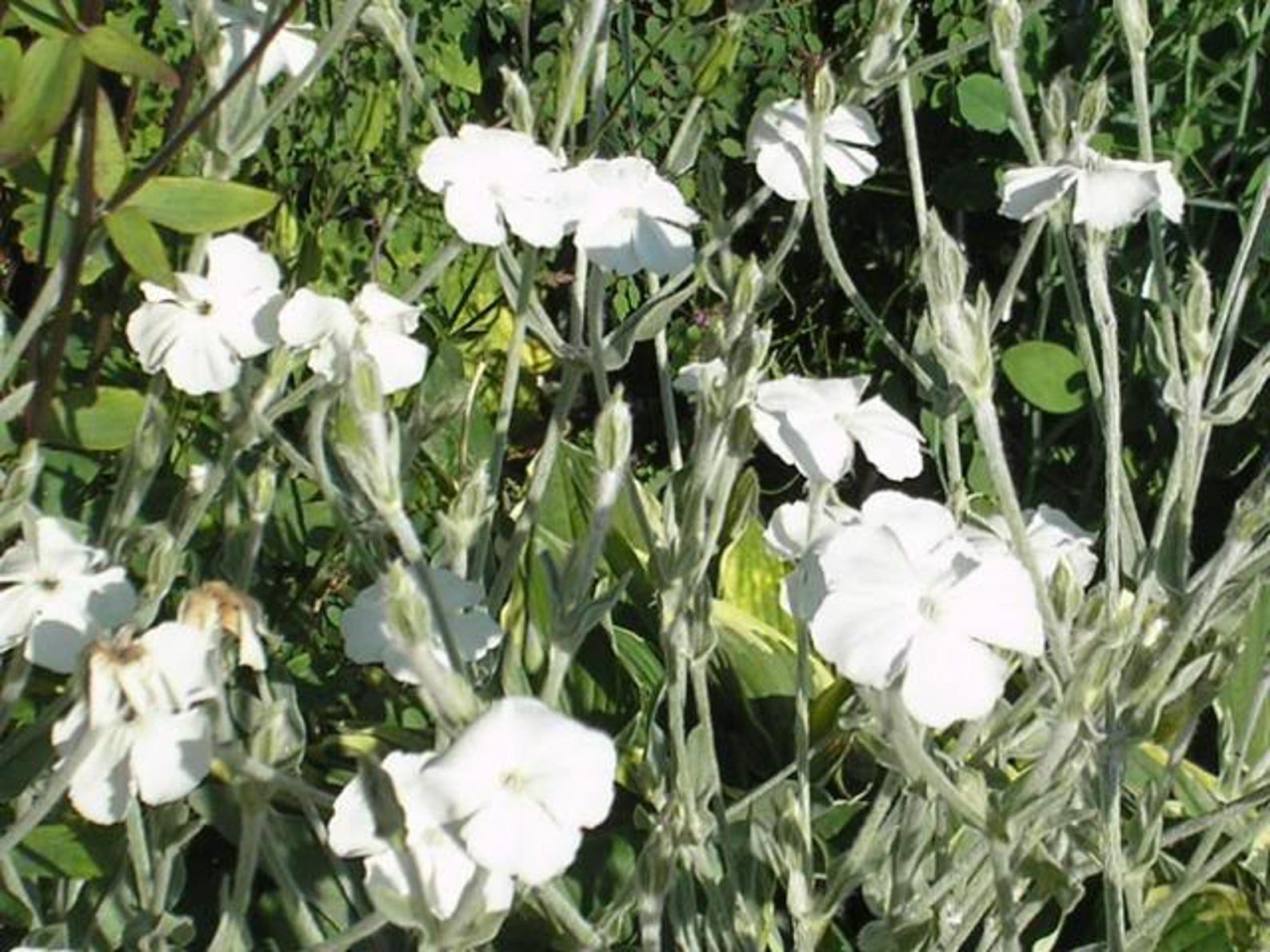 50 WHITE LYCHNIS Coronaria Alba white Rose Campion / Evening - Etsy