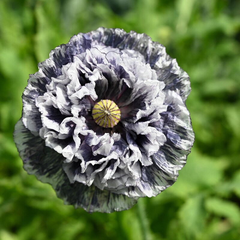 Gray Flowers - Etsy