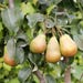 25 EUROPEAN PEAR TREE Pyrus Communis Fruit Seeds White Flowers / Green ...