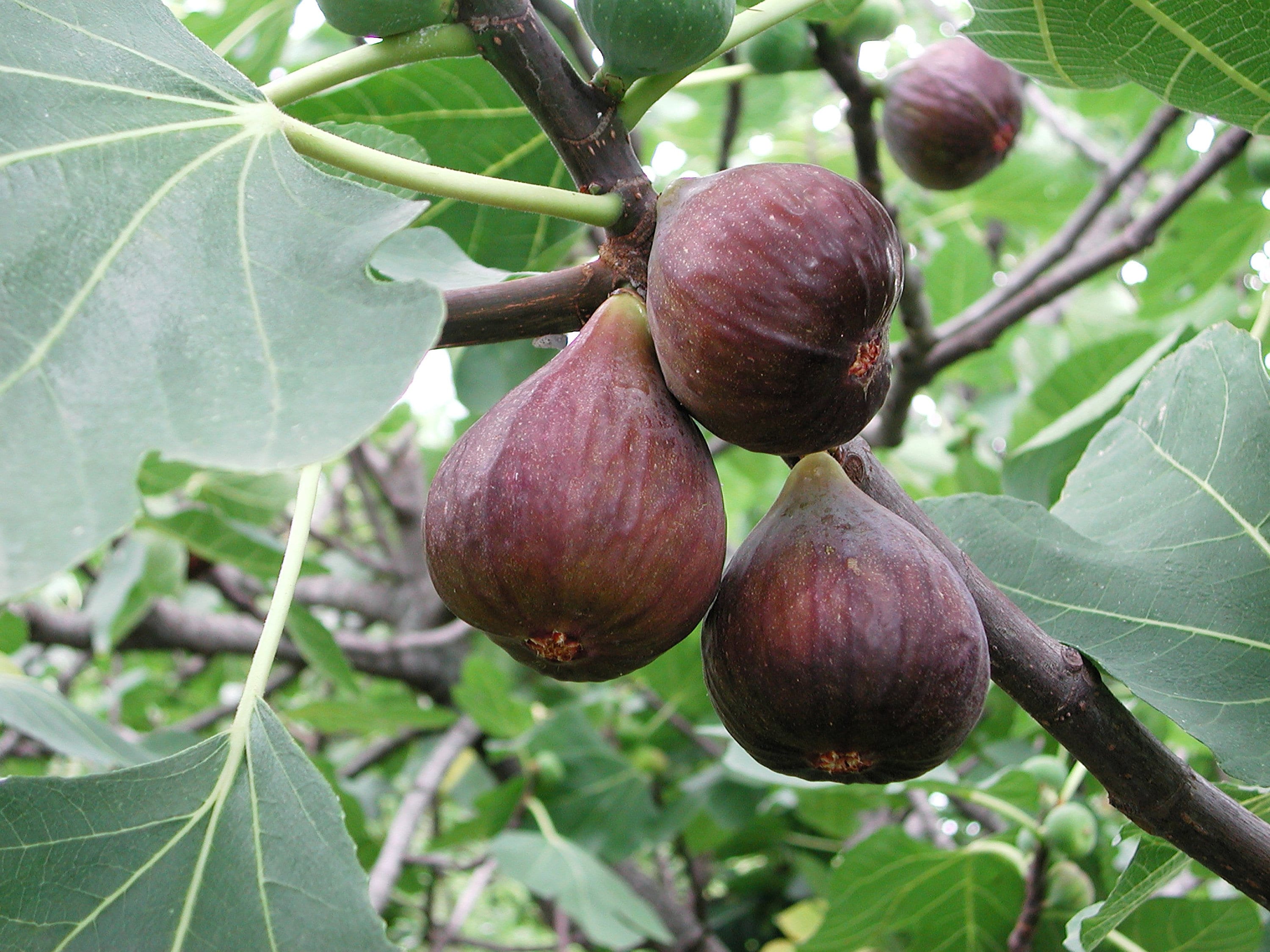 30 COMMON Edible FIG TREE Ficus Carica Purple Brown Skin Pink Flesh ...