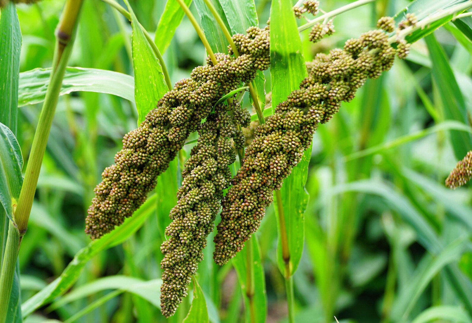 100 FOXTAIL MILLET Setaria Italica Ornamental Grass Flower Seeds *flat ...