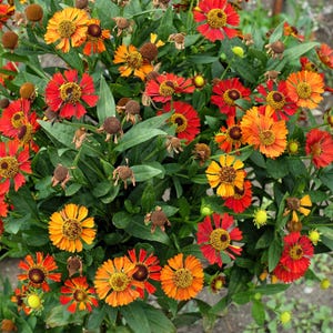100 HELENIUM ' AUTUMN LEAVES ' Mix Helenium Autumnale Sneezeweed Mixed ...