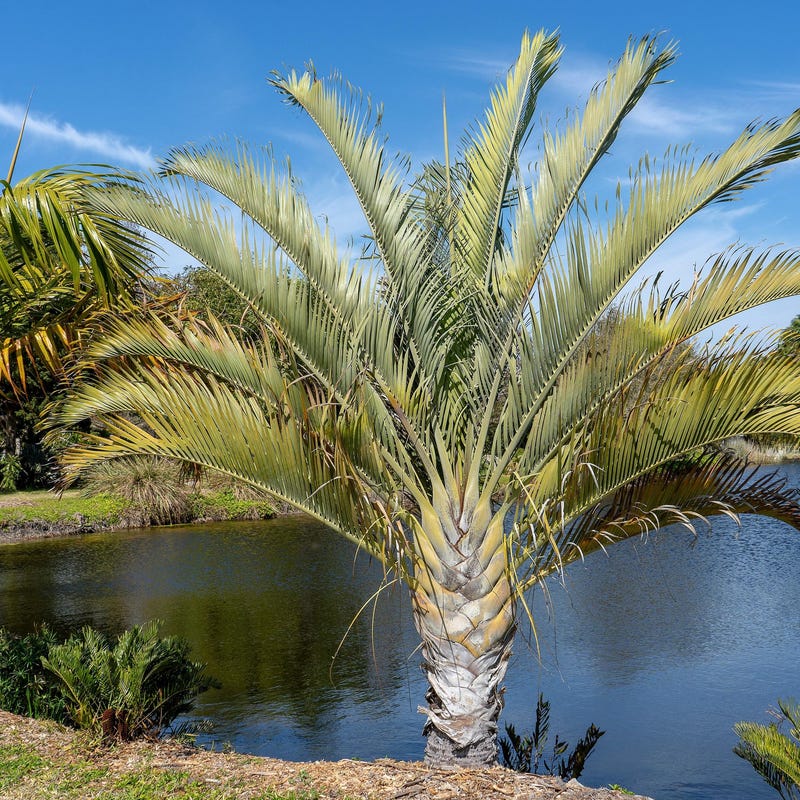 Madagascar Palm - Etsy