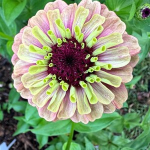25 Red LIME QUEENY ZINNIA Elegans Green Queen Flower Seeds - Etsy