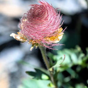 25 PRAIRIE SMOKE Geum Triflorum Purple Prairie Avens Pink Flower Seeds ...